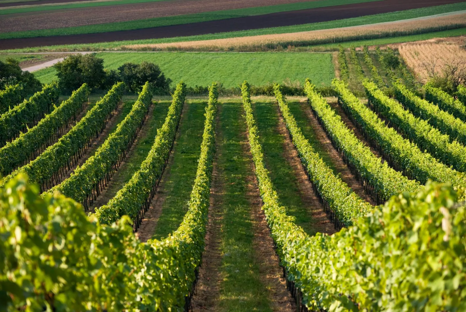 Temecula Wine-Tasting With Vineyard Coast Transportation ...