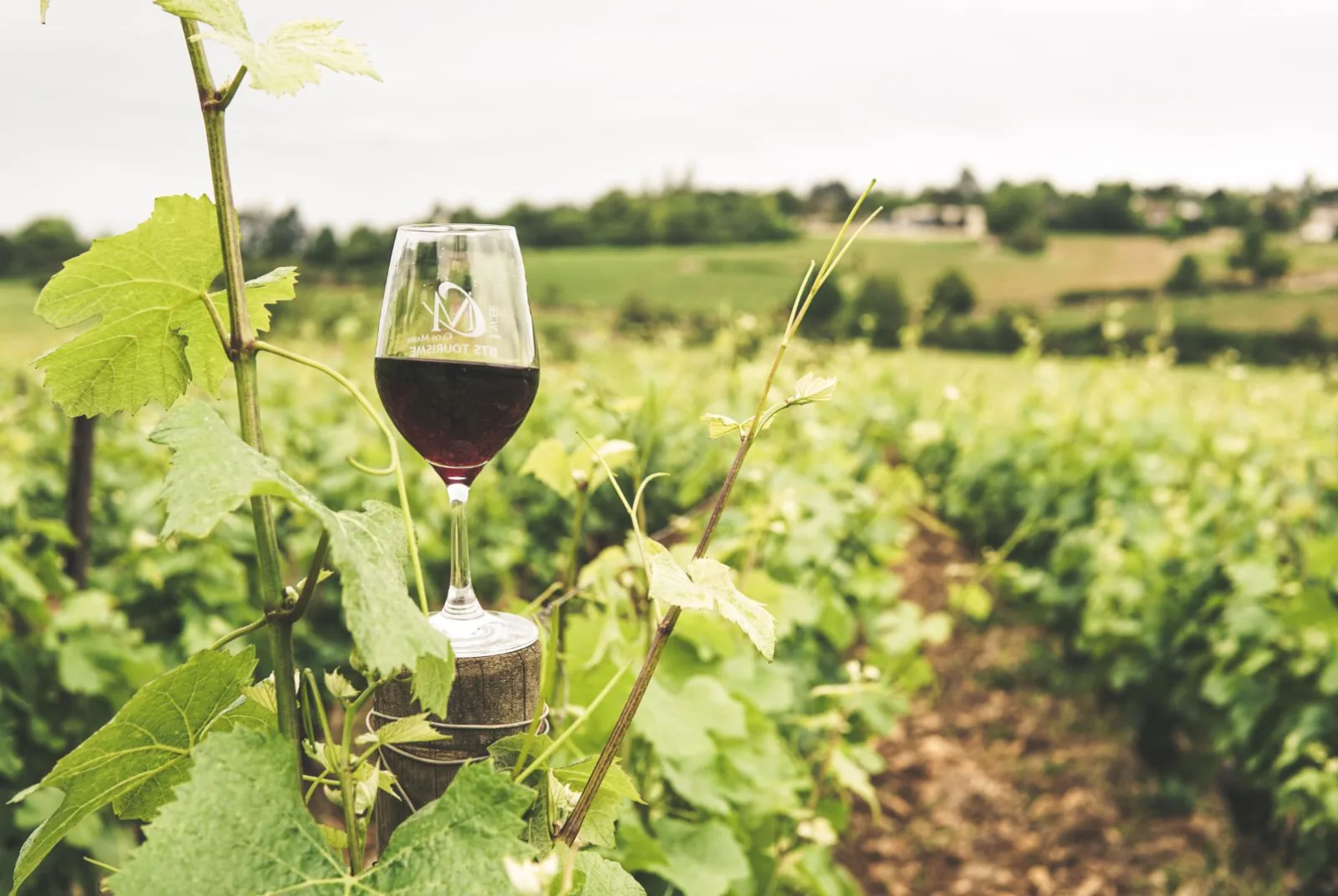 Experience the Best of Temecula Wine Country - Transportation Temecula